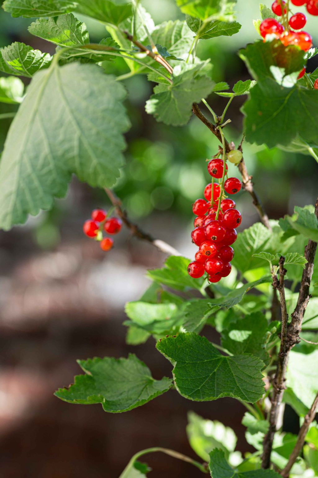 Johannisbeer-Cupcakes mit Mandelbaiser & flüssigem Kern – La Crema